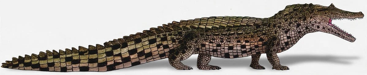 Crested crocodile (Liera) | Liera Wiki | Fandom