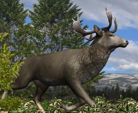 Steheni (Liera) | Liera Wiki | Fandom