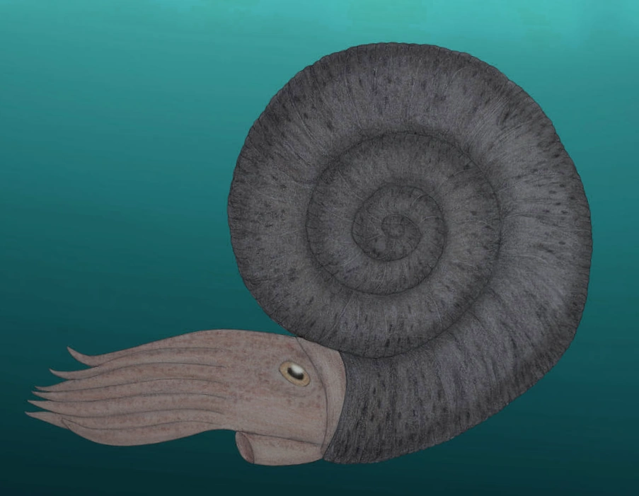 Nautilus ammonite (Liera) | Liera Wiki | Fandom