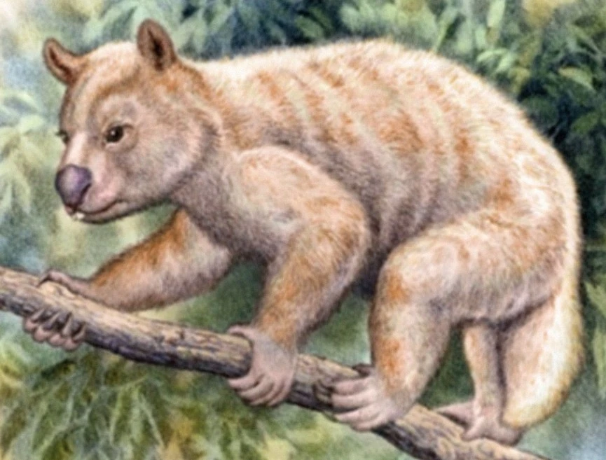 Tree wombat (Liera) | Liera Wiki | Fandom