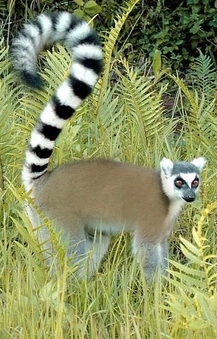 Lieran banded lemur (Liera) | Liera Wiki | Fandom