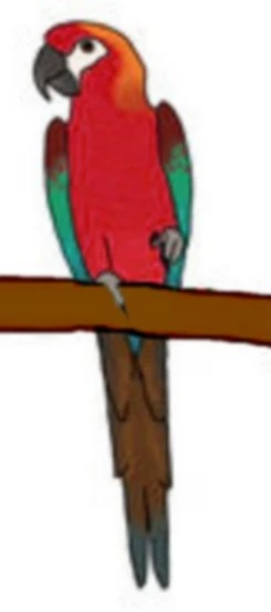 Red tricolored macaw (Liera) | Liera Wiki | Fandom