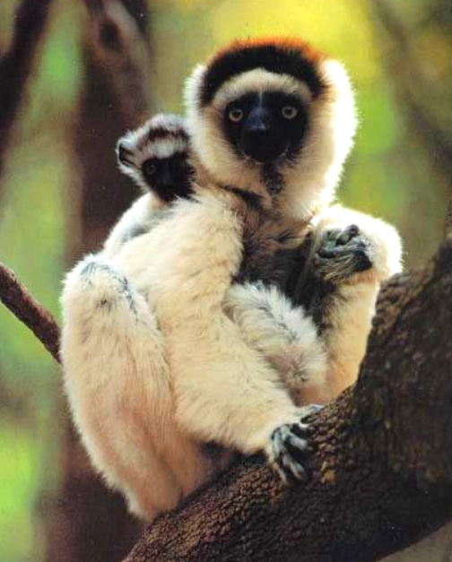 Lieran white sifaka (Liera) | Liera Wiki | Fandom