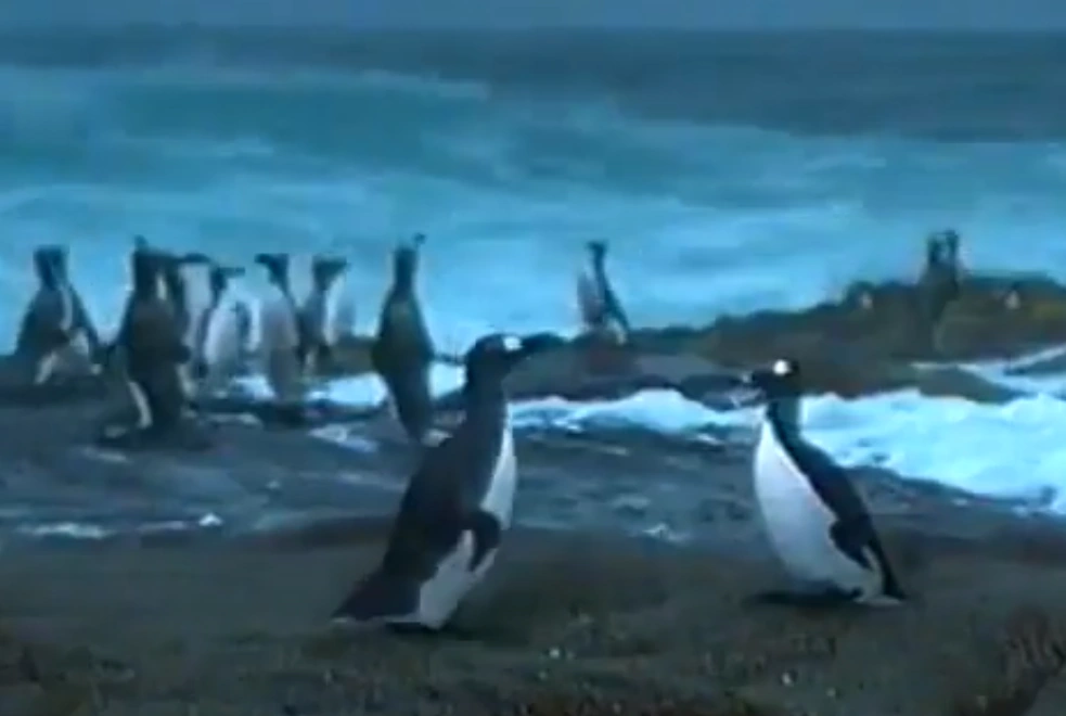 Charadriiformes (Liera) | Liera Wiki | Fandom