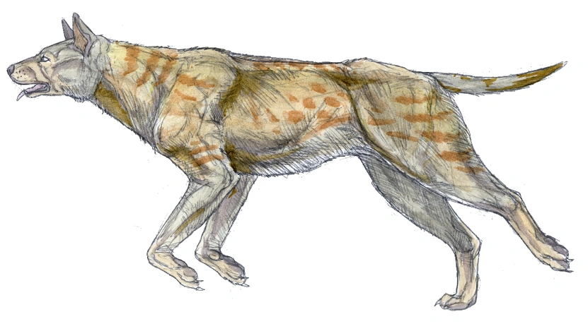 Boragnus (Liera) | Liera Wiki | Fandom