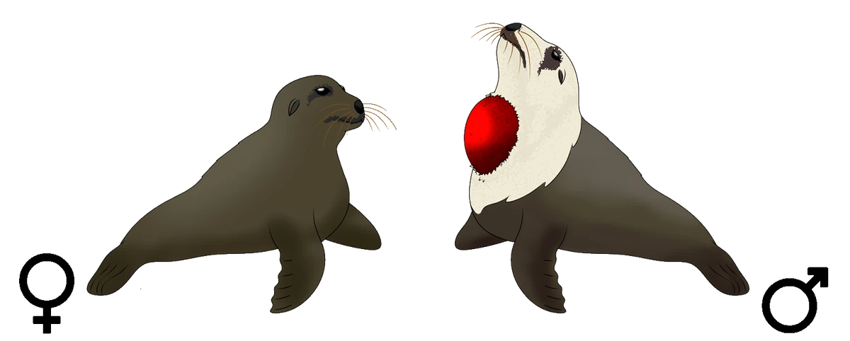 Trumpeter seal (Liera) | Liera Wiki | Fandom