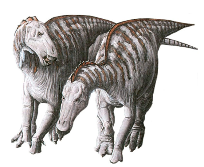 Lieran dwarf bisonfowl (Liera) | Liera Wiki | Fandom