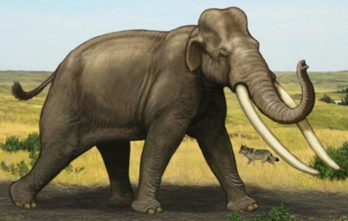 Novolaurasian straight-tusked elephant (Liera) | Liera Wiki | Fandom