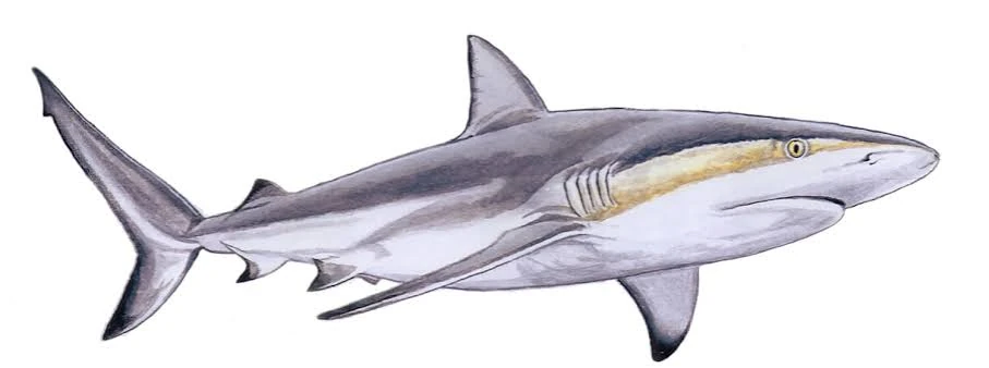 Tepua Island shark (Liera) | Liera Wiki | Fandom