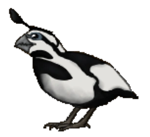 Thick-billed quail (Liera) | Liera Wiki | Fandom