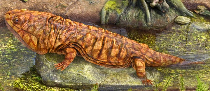 Novolaurasian sharp-ribbed croconewt (Liera) | Liera Wiki | Fandom