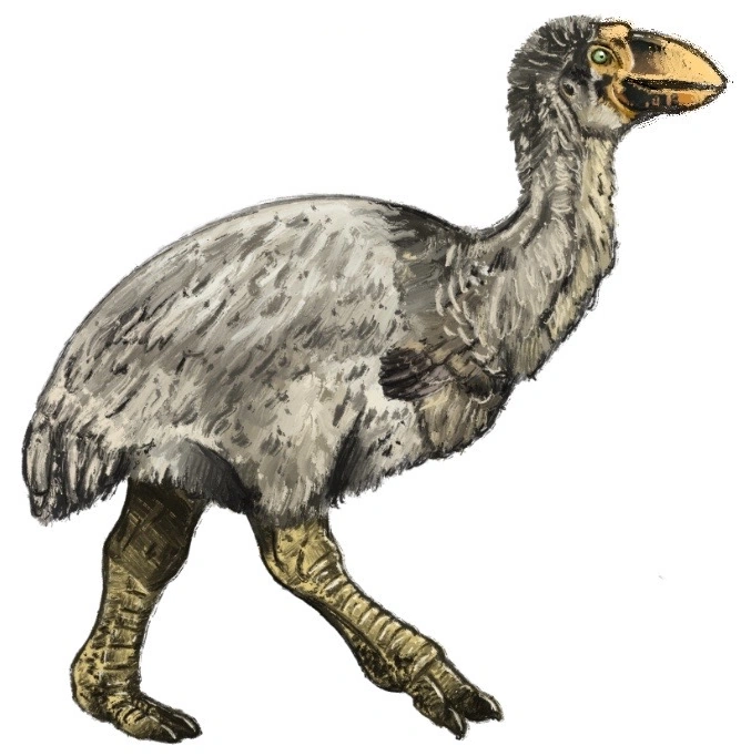 Small-headed demon finch (Liera) | Liera Wiki | Fandom