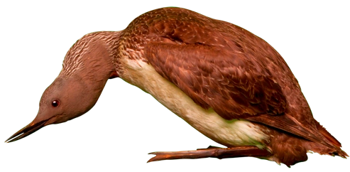 Gaviiformes (Liera) | Liera Wiki | Fandom