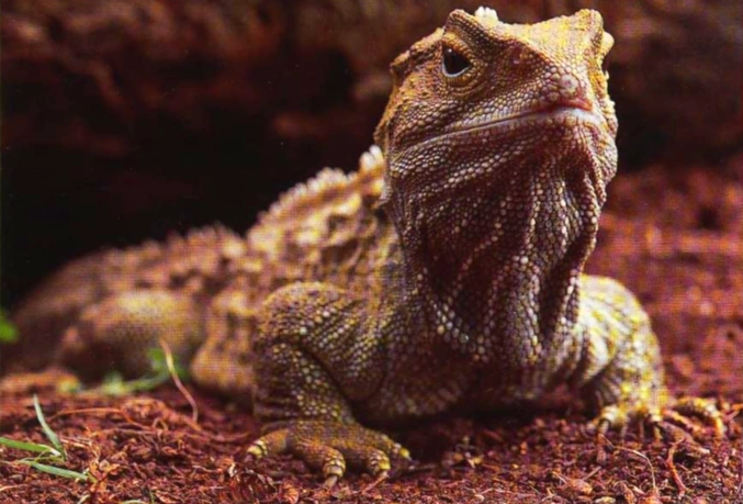 Rhynchocephalia (Liera) | Liera Wiki | Fandom