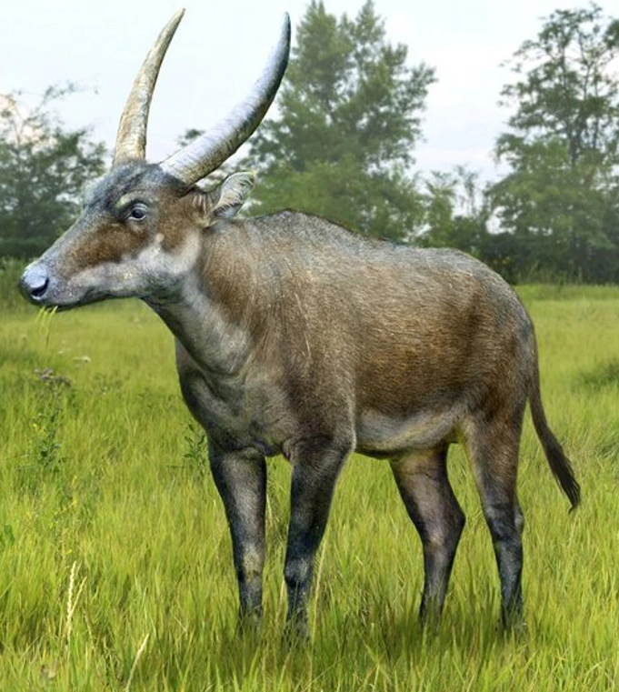 Tigan great-horn ox (Liera) | Liera Wiki | Fandom