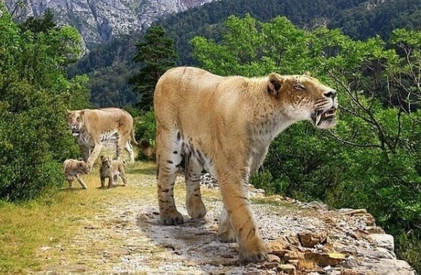 Jurukan (Liera) | Liera Wiki | Fandom