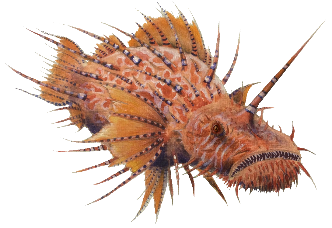 Lieran devilfish (Liera) | Liera Wiki | Fandom