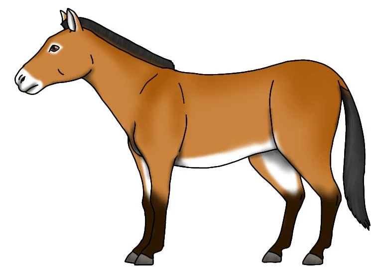 Zonghlii (Liera) | Liera Wiki | Fandom