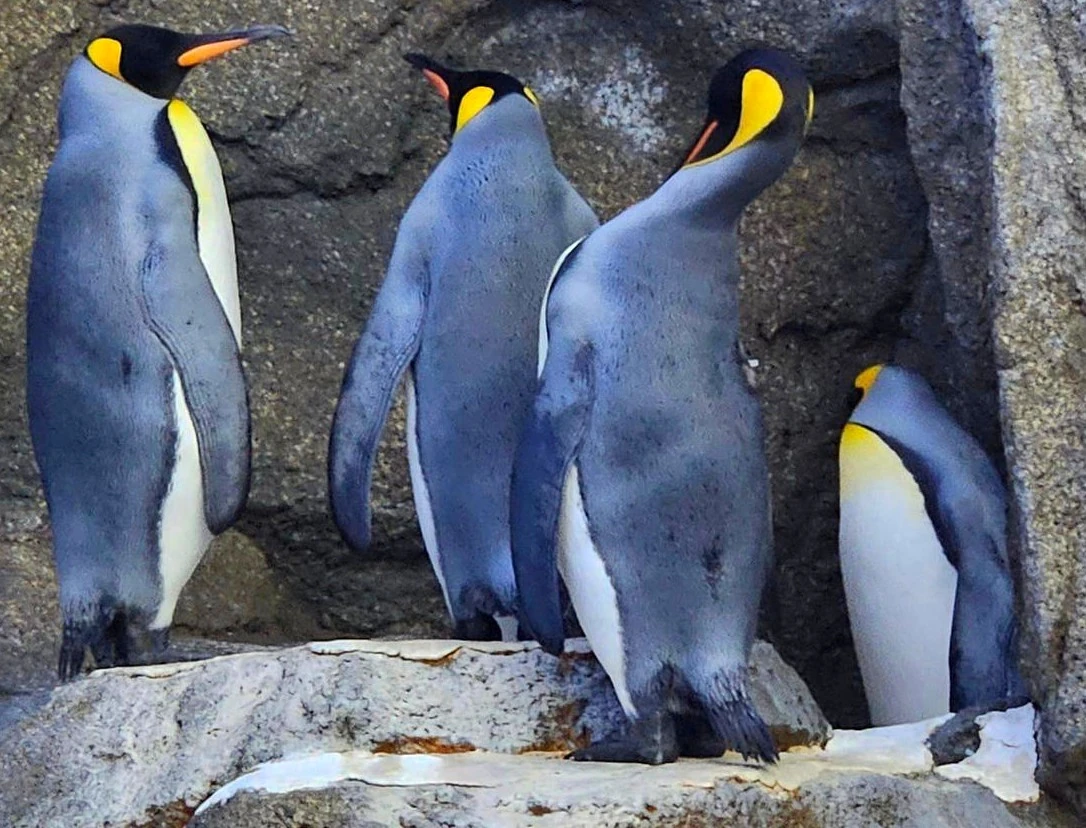 Agran common penguin (Liera) | Liera Wiki | Fandom