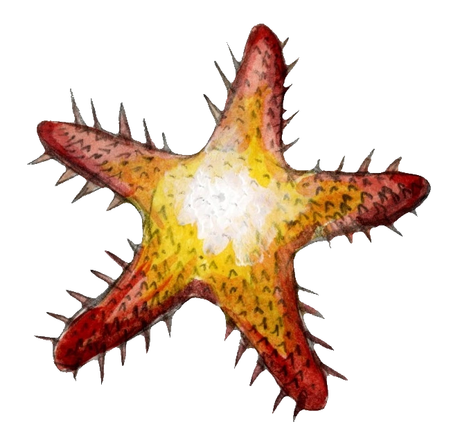 Echinodermata (Liera) | Liera Wiki | Fandom