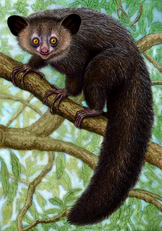 Lieran aye-aye (Liera) | Liera Wiki | Fandom