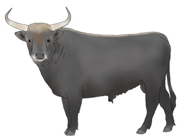 Lieran aurochs (Liera) | Liera Wiki | Fandom