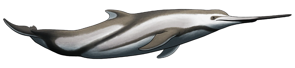 Sword whale (Liera) | Liera Wiki | Fandom