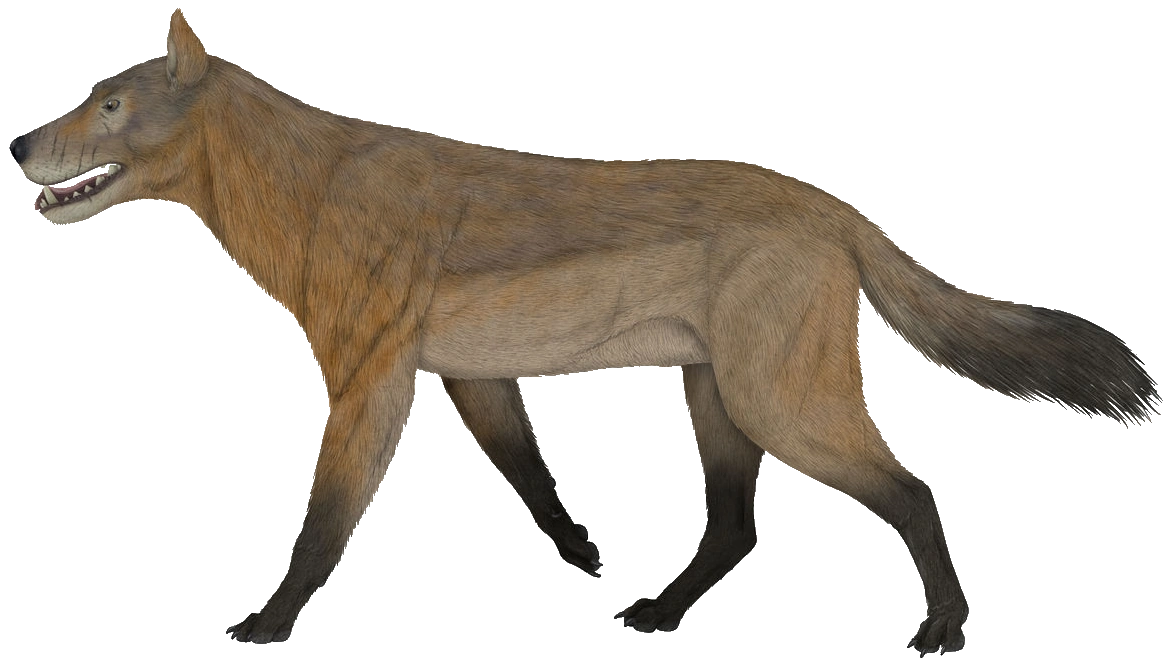 Dire wolf (Liera) | Liera Wiki | Fandom