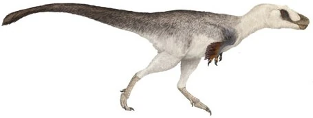 Common dwarf tyrant (Liera) | Liera Wiki | Fandom