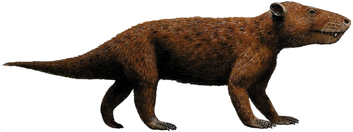 Earless bear (Liera) | Liera Wiki | Fandom