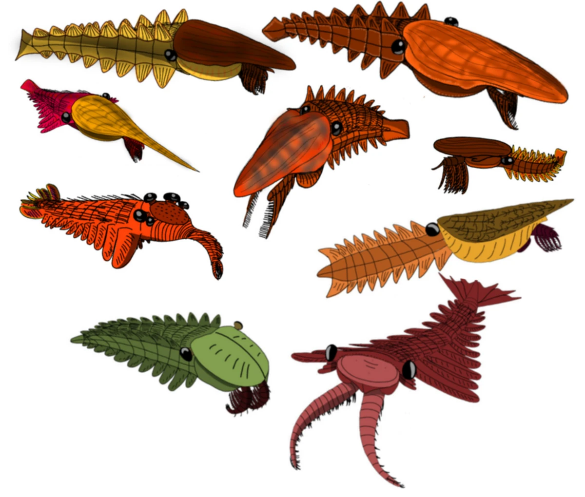 Dinocaridida (Liera) | Liera Wiki | Fandom