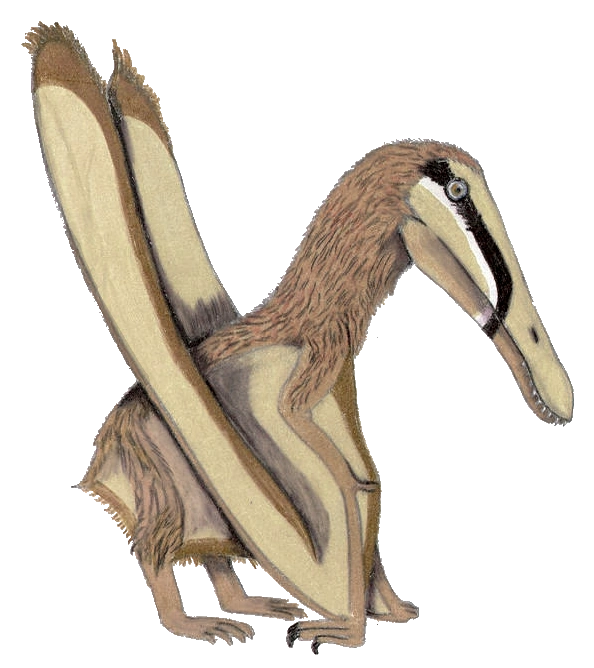 Vulturine griffin (Liera) | Liera Wiki | Fandom