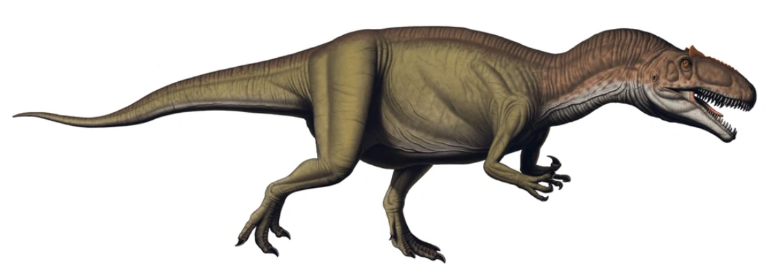 Allosaurus olseni (Liera) | Liera Wiki | Fandom