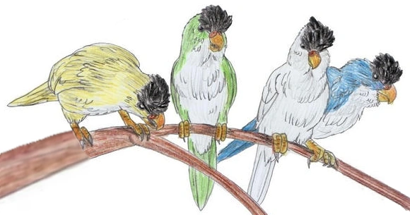 Crowned parrot (Liera) | Liera Wiki | Fandom