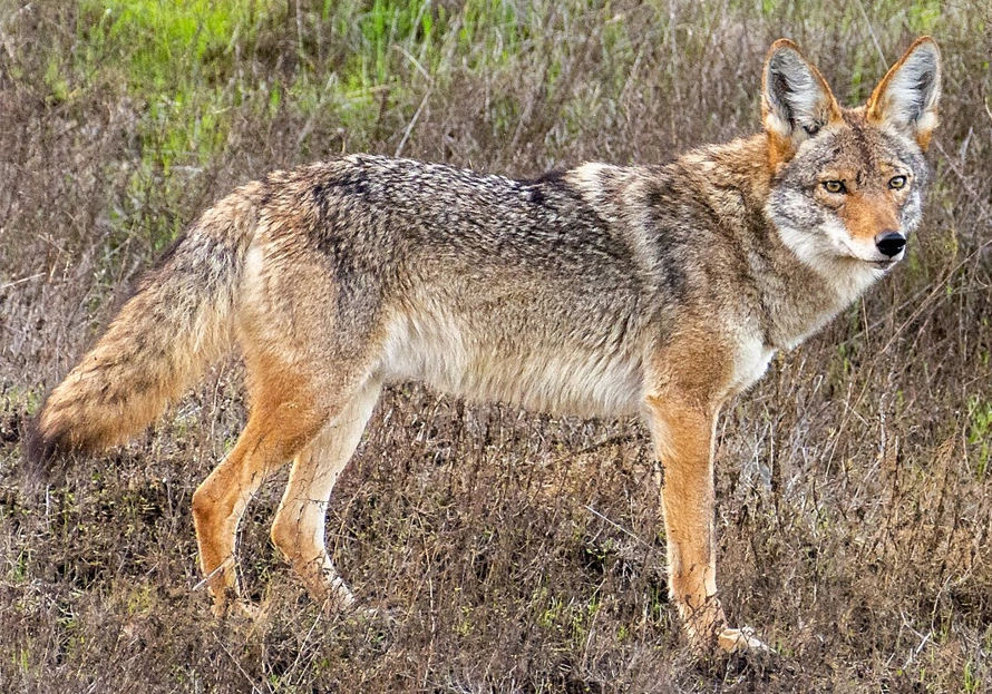 Yolte (Liera) | Liera Wiki | Fandom