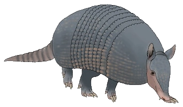 Category:Xenarthrans | Liera Wiki | Fandom