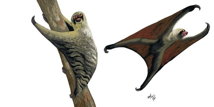 Flying sloth (Liera) | Liera Wiki | Fandom