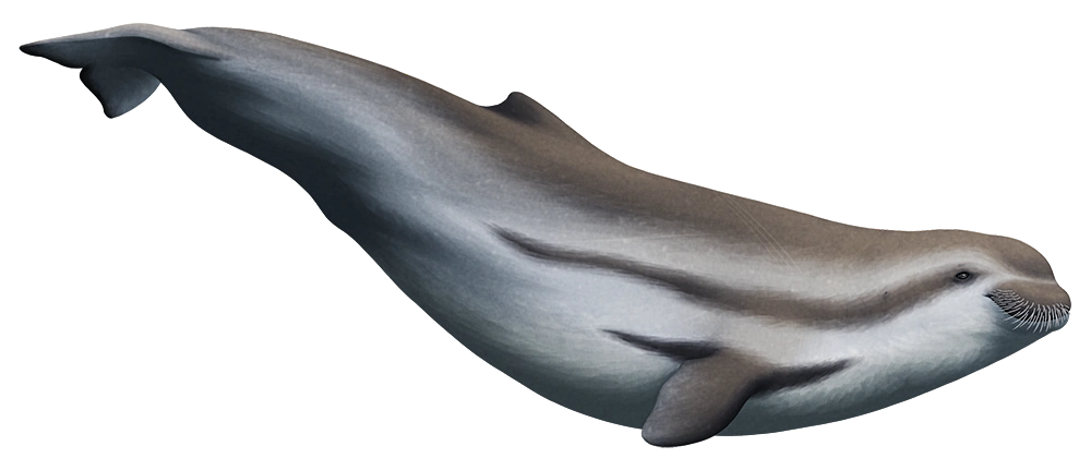 Sucker-mouthed whale (Liera) | Liera Wiki | Fandom