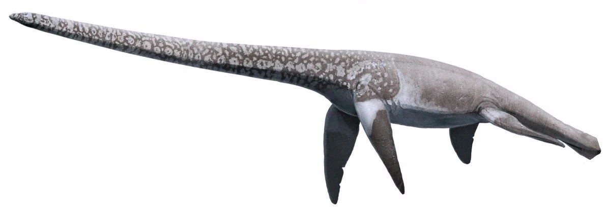Elasmosauridae (Liera) | Liera Wiki | Fandom