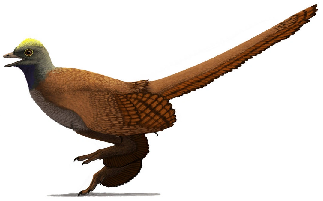Violet-throated magpie goblin (Liera) | Liera Wiki | Fandom