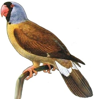 Black-faced parrot (Liera) | Liera Wiki | Fandom
