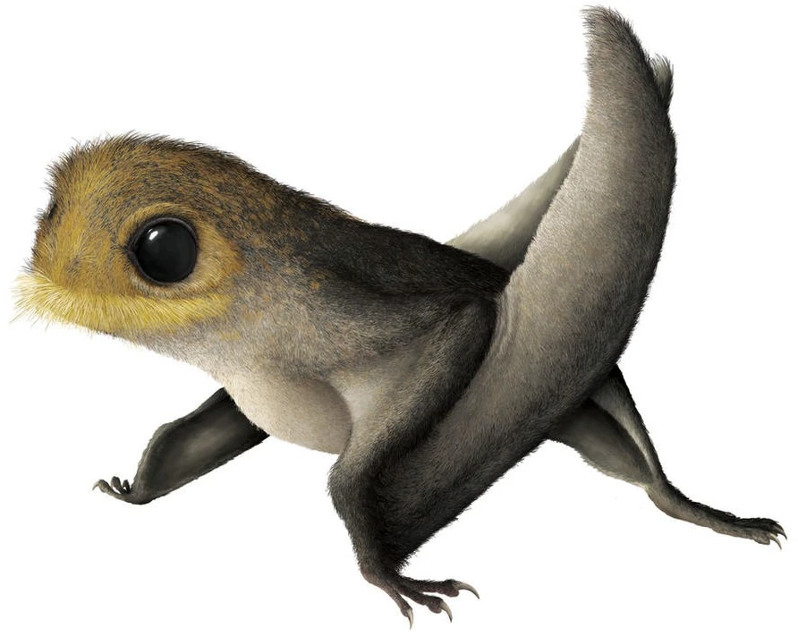 Greater frogmouth griffin (Liera) | Liera Wiki | Fandom