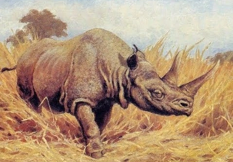 Agran rhino (Liera) | Liera Wiki | Fandom