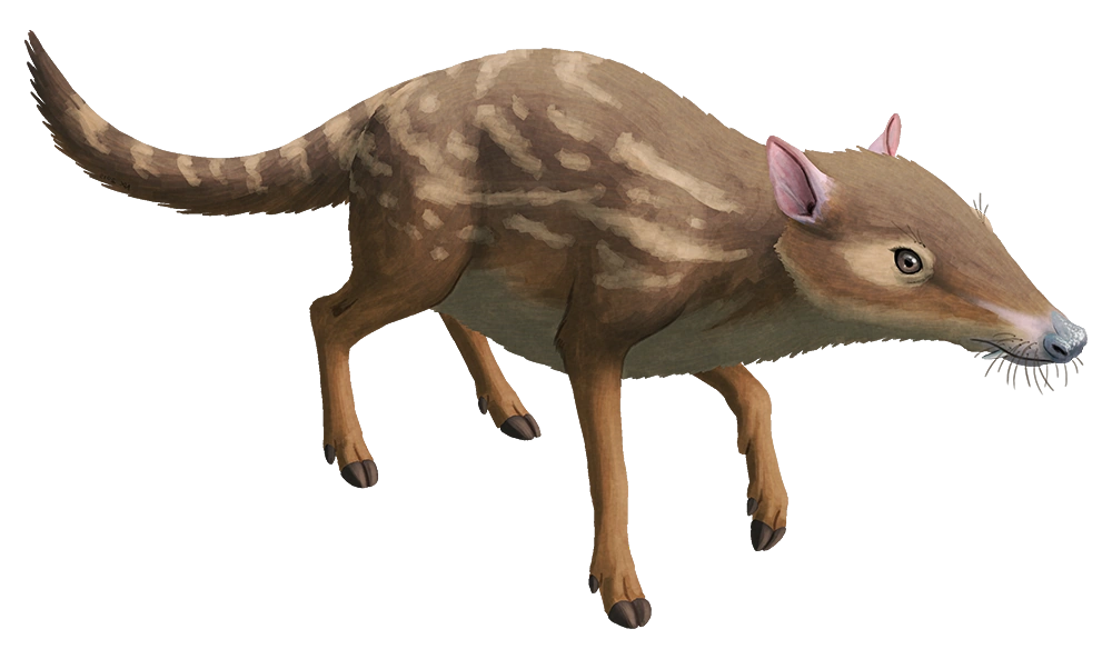 Raoellidae (Liera) | Liera Wiki | Fandom