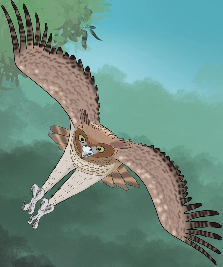 Big-clawed owl (Liera) | Liera Wiki | Fandom