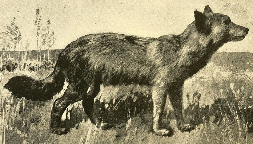 Degnum loboan (Liera) | Liera Wiki | Fandom