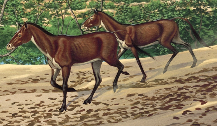 Lieran brown horse (Liera) | Liera Wiki | Fandom