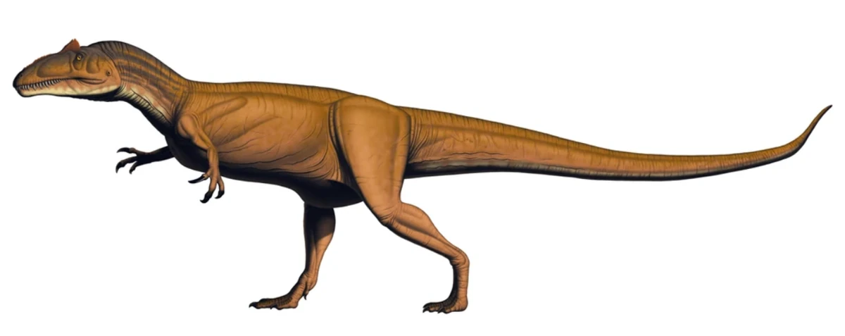 Allosaurus lierensis (Liera) | Liera Wiki | Fandom