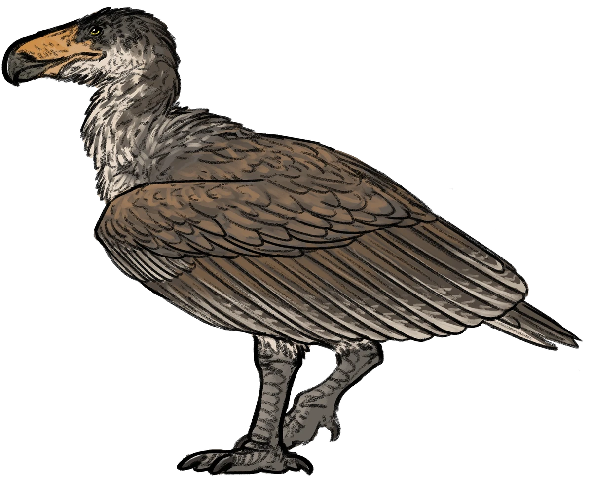Teratornithidae (Liera) | Liera Wiki | Fandom