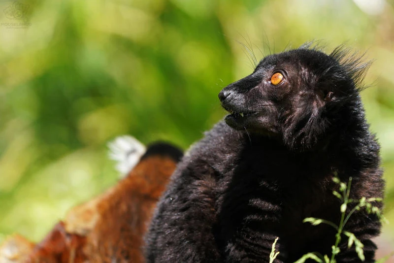 Common black lemur (Liera) | Liera Wiki | Fandom